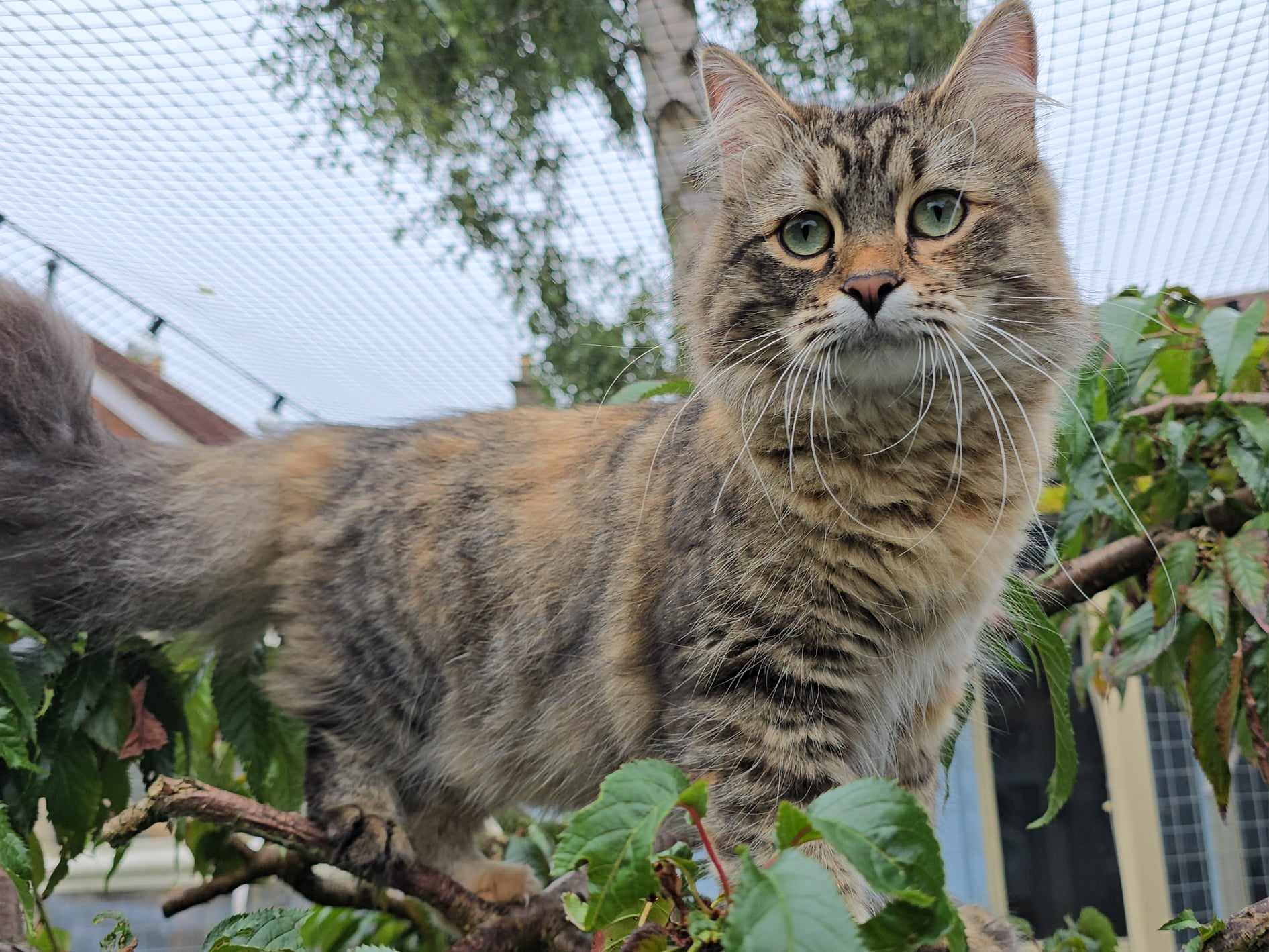 Siberian Cat